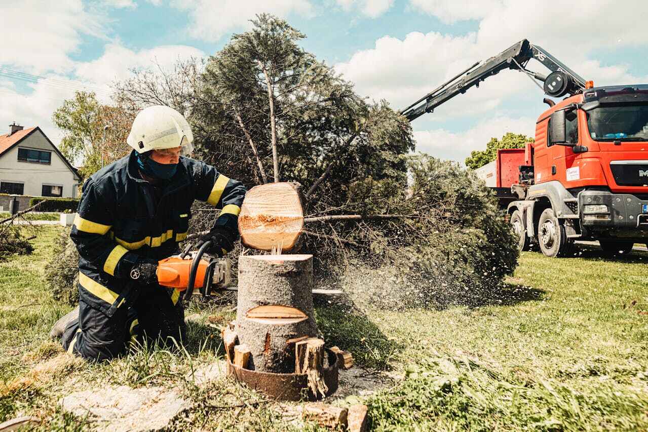 Tree Services in Chalfont, PA | Call (815) 215-1984