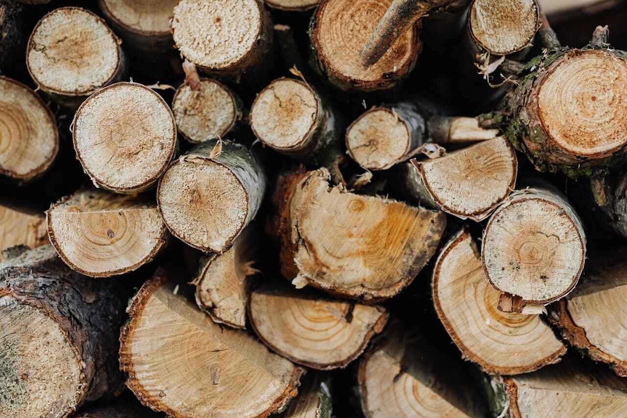 Tree Services in Martinsburg, WV | Call (815) 215-1984